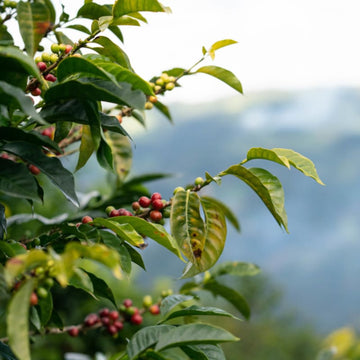 About – Highfalutin Coffee Roasters